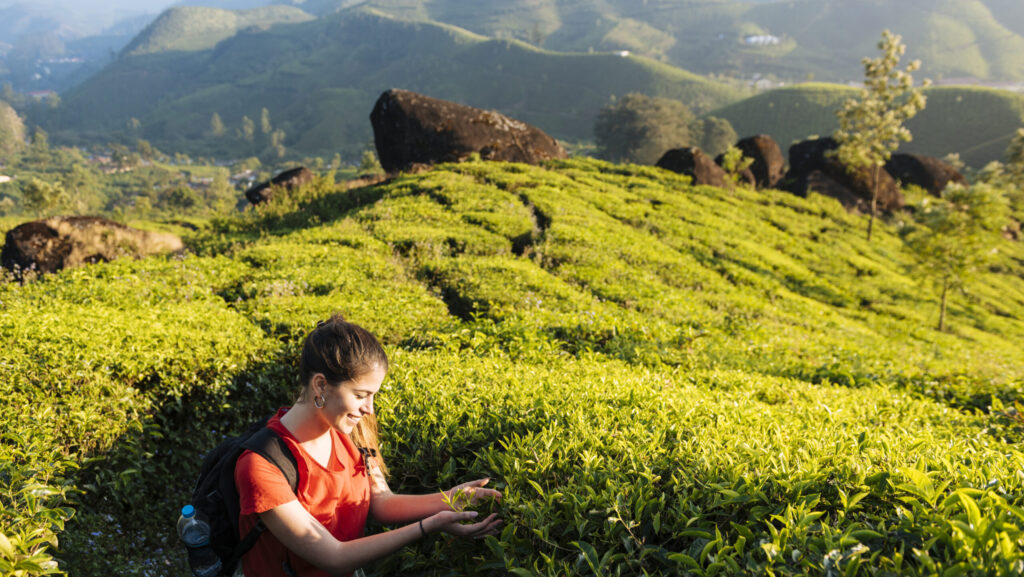 Sri Lanka’s Modern Tea Industry And The Rise Of Tea Tourism - The Front ...